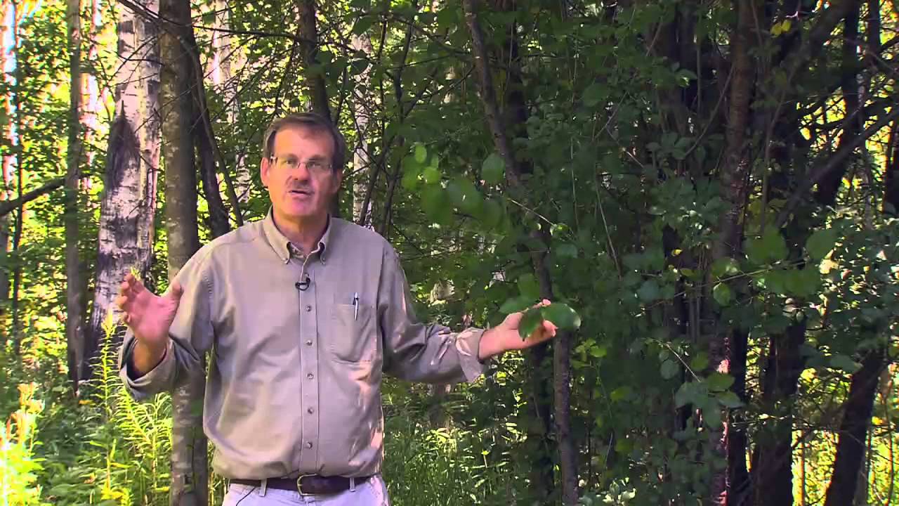 Great Gardening Tips: Buckthorn
