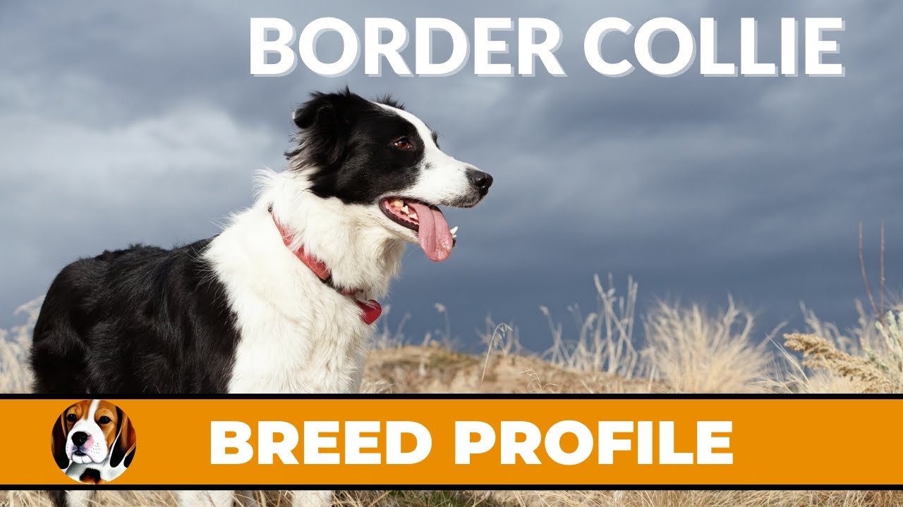 Border Collie: Did You Know?