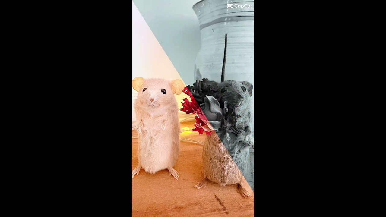 The Extraordinary Adventures of Taxidermy Mice