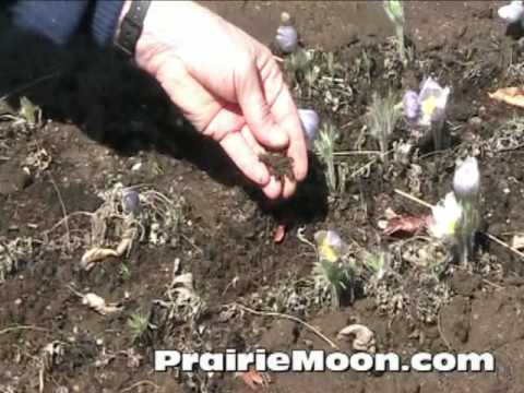 How to Grow Pasque Flower (Anemone patens wolfgangiana) From Seed