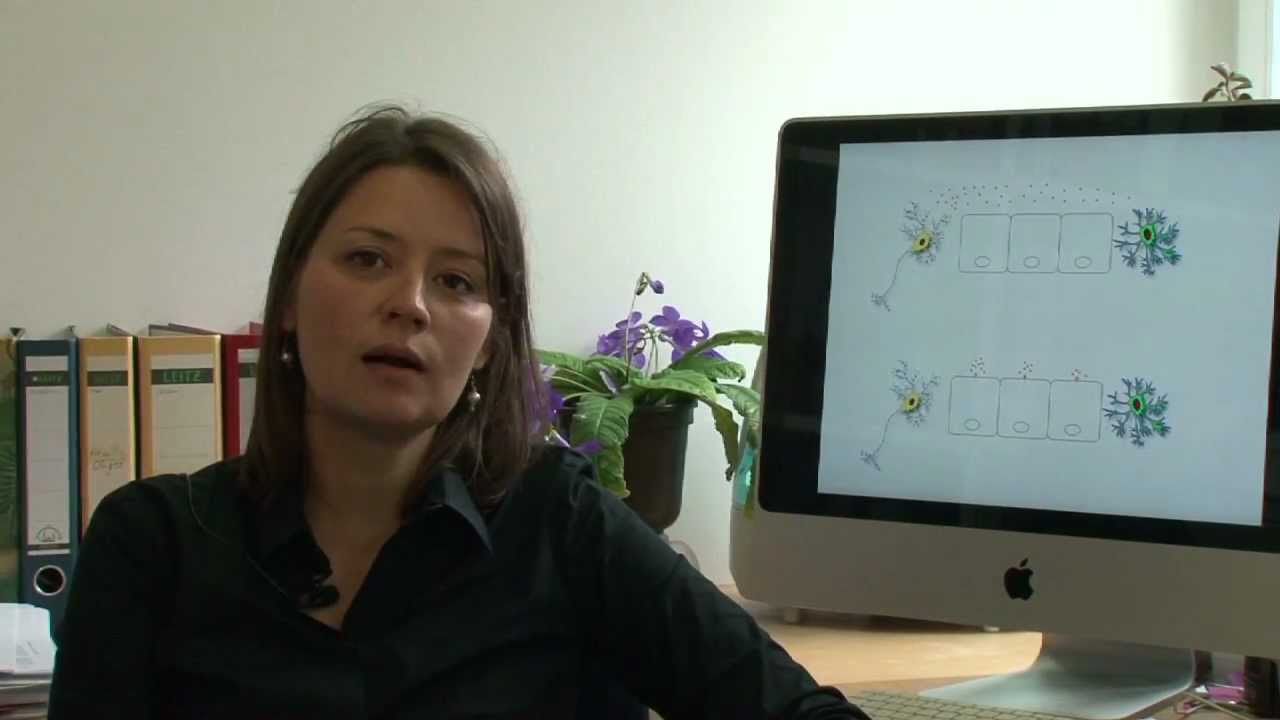 Developmental Cell Sieger/Peri Video Abstract