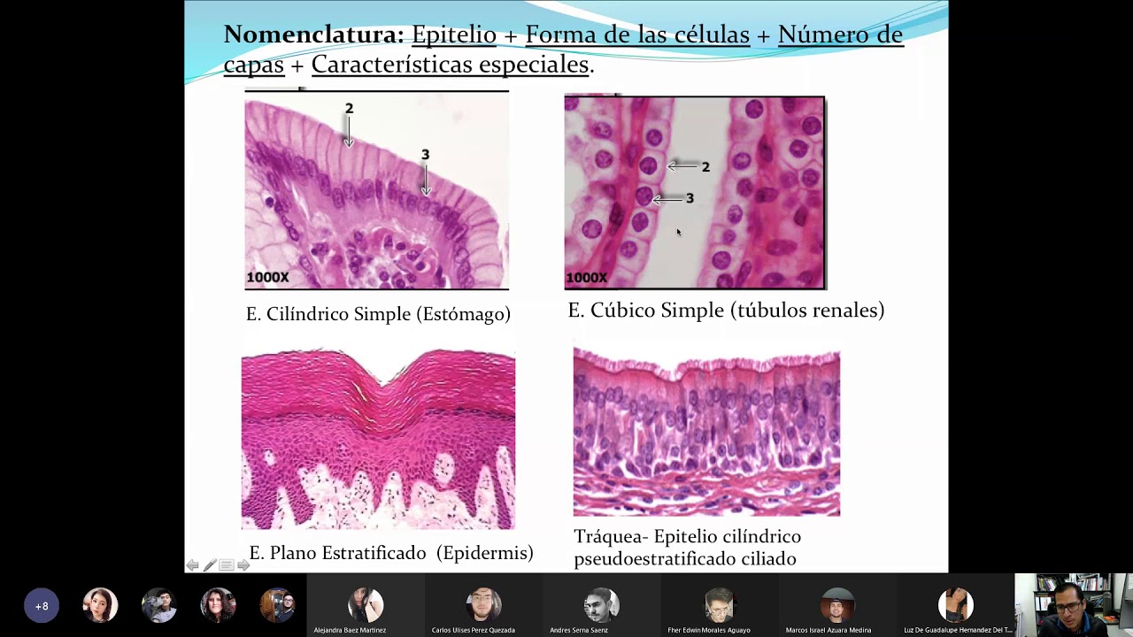 Sistema Osteomuscular | 4. Tejidos Fundamentales (10 de Febrero del 2021)