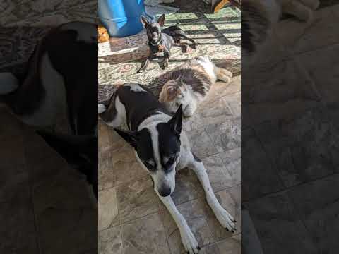The Adventures of Lily, Pearl & Fritz – Growing Together
