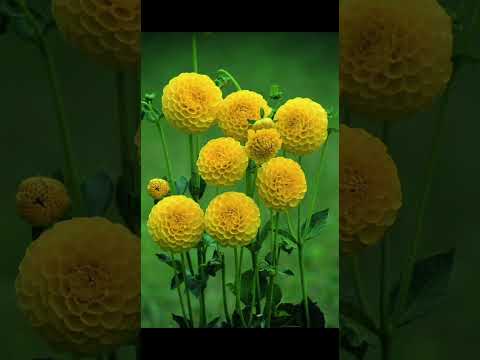 Himesh Reshmiya Superhit Song π΅ β₯ beautiful by nature #bollywood #himeshreshammiya #shorts