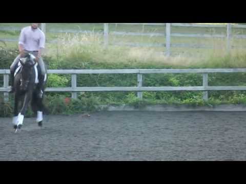 Diablo Dancer ridden by Andrew Robbins 11 07 13
