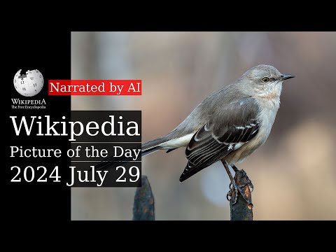 Wikipedia Picture of the Day: 2024-07-29 - Northern mockingbird (Narrated by Brian)