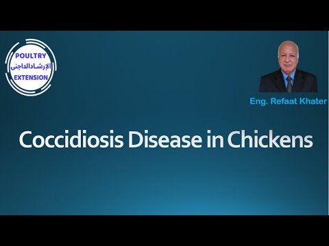 Coccidiosis in chickens
