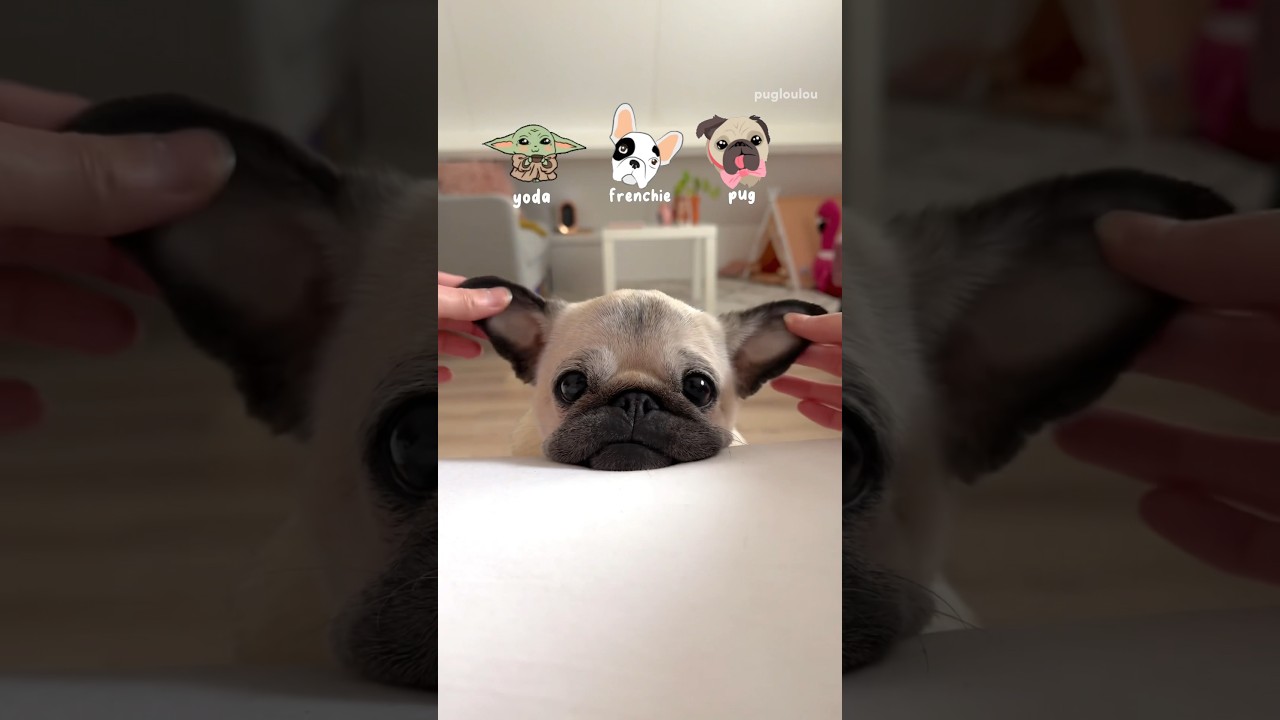 Yoda, Frenchie or PUG? 🐶💚 #pug #dog #funny
