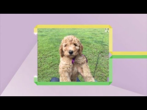Moyen Poodle and Doodle Puppies for Sale