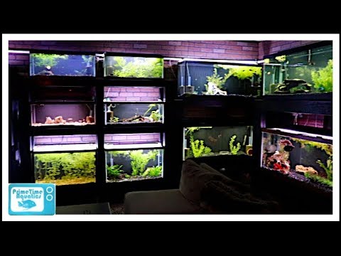 How to Keep Aquarium Glass Clean and Algae Free WITHOUT Scraping Glass!
