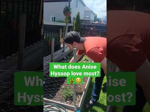 What does Anise Hyssop need most to grow? ðŠīð