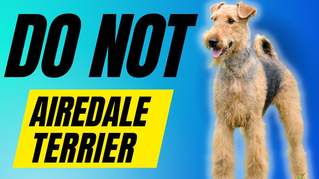 7 Reasons You SHOULD NOT Get a Airedale Terrier
