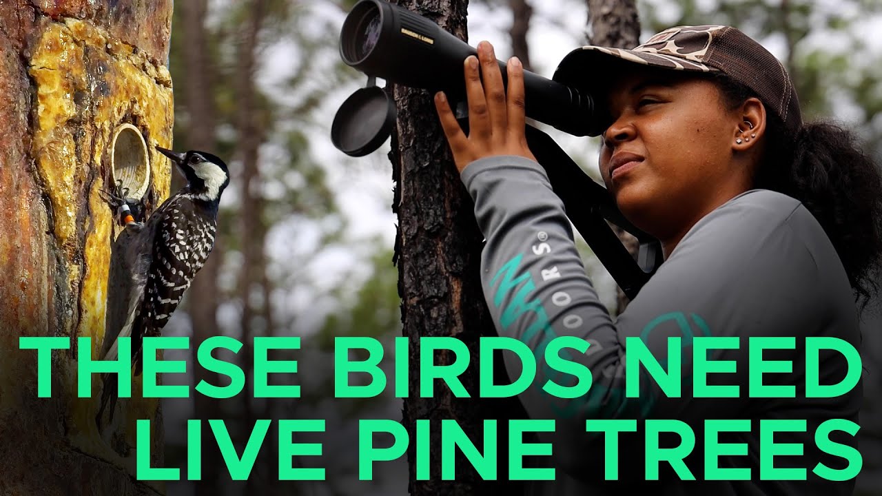 This Bird Still Needs Our Help