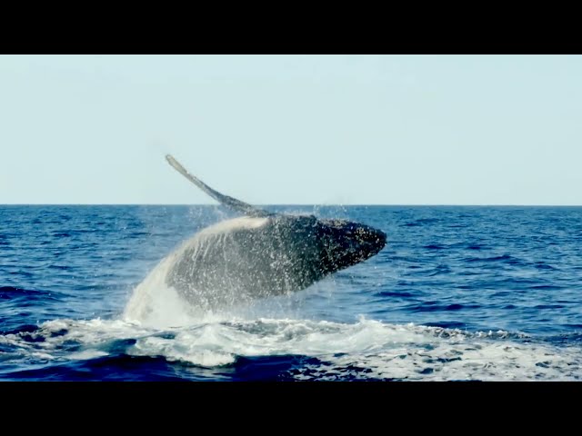 Ocean Decade – The Science We Need For The Ocean We Want