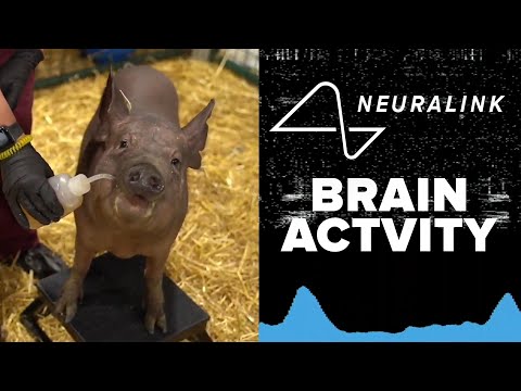 FULL REVEAL! Elon Musk's Neuralink chip tested live in pig brains
