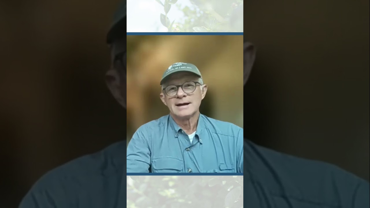 Unlocking Blueberry Crops Potential #farmer #blueberryfarm