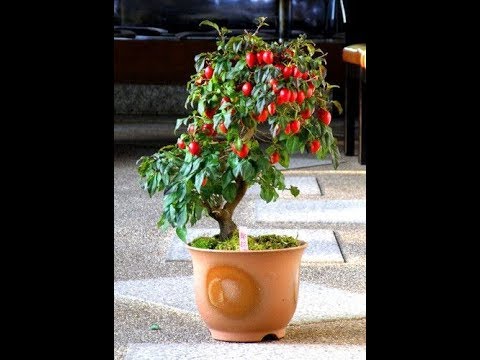 Bonsai Plants - Wholesale Price & Mandi Rate for Bonsai Tree in India
