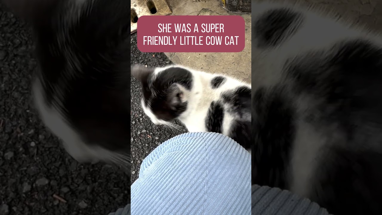 I Pet One Friendly Stray Cat and Came Home Smelling Guilty