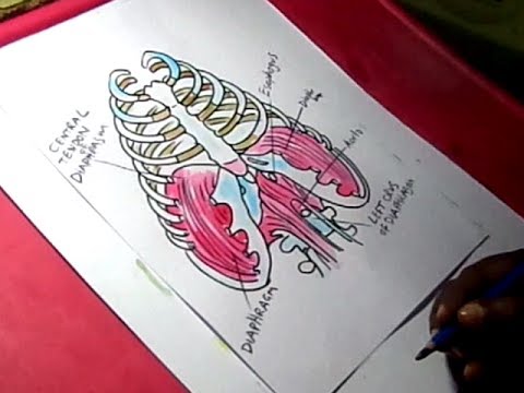 How to Draw Diaphragm Anatomy Drawing step by step | Simon Georges Blog