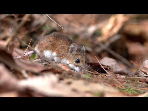 Lazy foxes, bold mice: How wildlife personalities shape the world ...