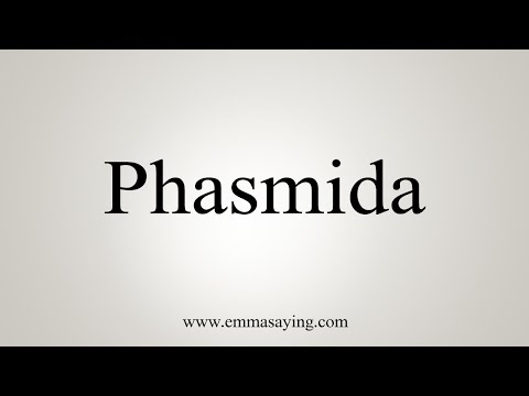 How To Say Phasmida
