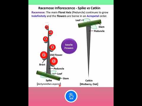Spike vs Catkin Inflorescence | Morphology of Flowering Plants Class 11 | KVS PGT BIOLOGY