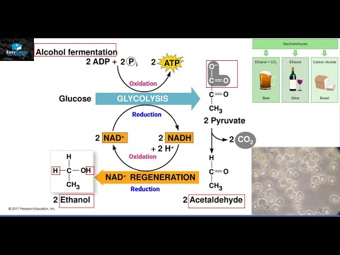 Alcoholic Fermentation
