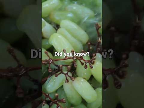 Why Raisins Are a Powerhouse Snack 😱