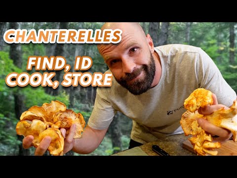 How To Find and Cook CHANTERELLES