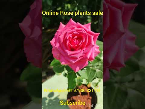 Online Rose plants sale, Hybrid Rose.Black rose.