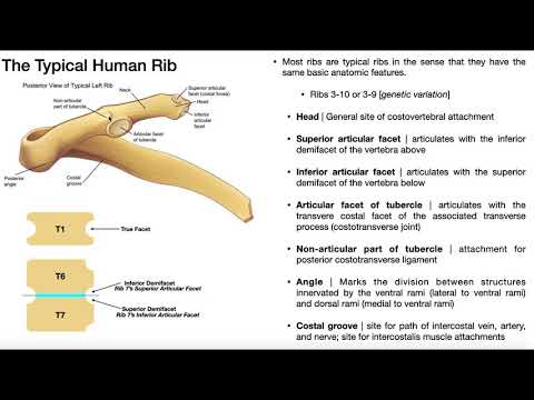 Typical vs Atypical Ribs EXPLAINED