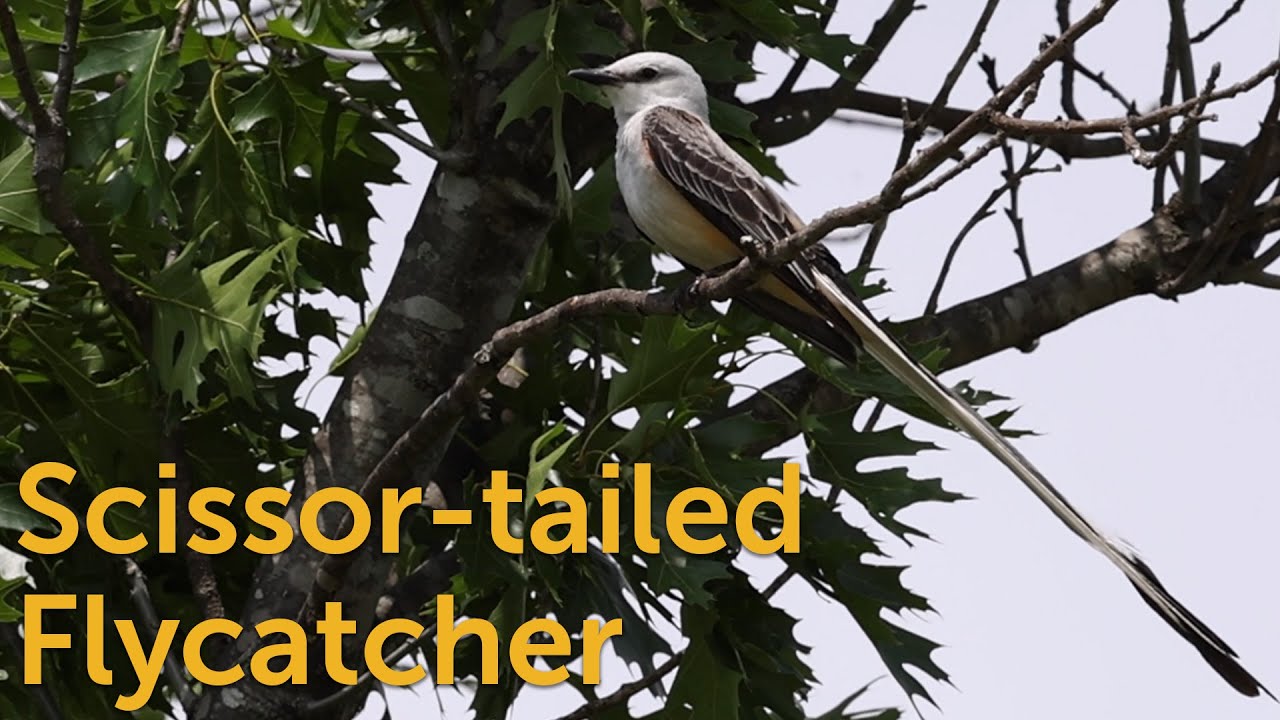 Scissor-tailed Flycatcher: Sky Dancer