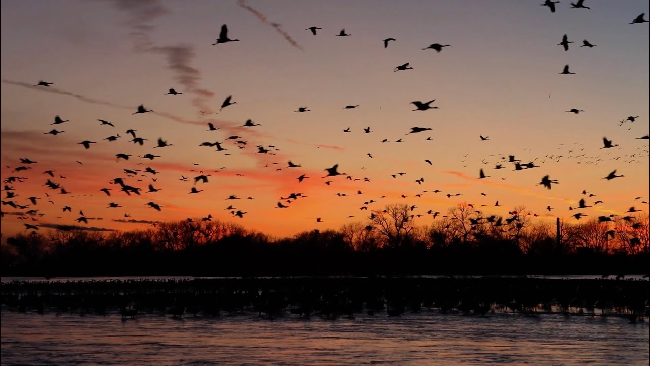 The Great Sandhill Crane Migration
