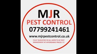 3 Best Pest Control in Leeds, UK - Expert Recommendations