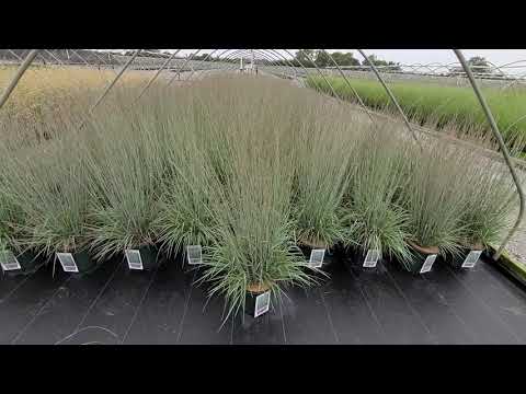 Schizachyrium 'Standing Ovation' (Little Bluestem) / BEST Stocky, Sturdy Form, BEAUTIFULšblue Color