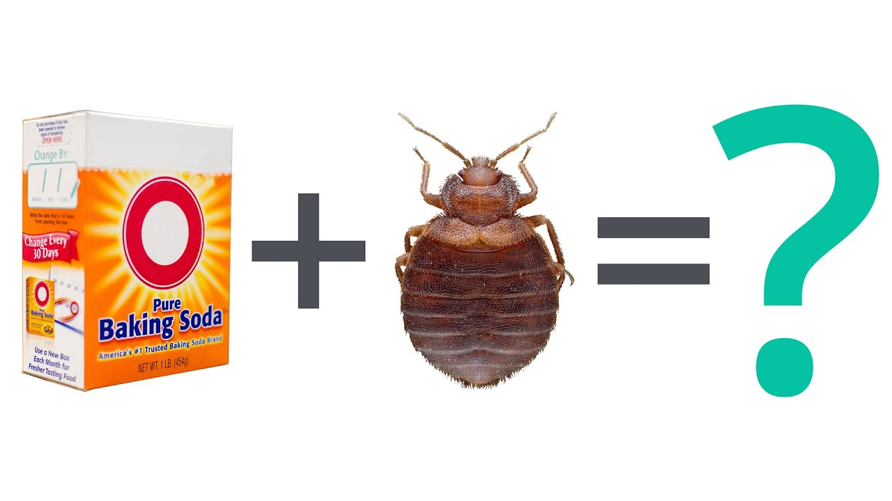 Bed Bug FAQ: Can Baking Soda Kill Bed Bugs?