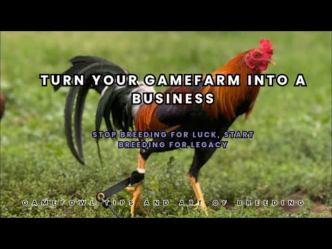 “Turn Your Gamefarm into a Business: Stop Breeding for Luck, Start Breeding for Legacy”
