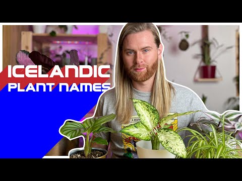 HOW TO PRONOUNCE ICELANDIC PLANT NAMES | Houseplant Care Tips & Trivia