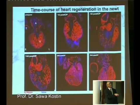 Sawa Kostin, Mycardial Regeneration and cardiac tissue engineering