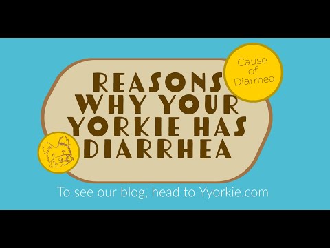 My Yorkie Has Diarrhea: What Can I Do?