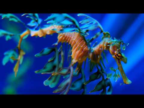 Facts: The Leafy Seadragon