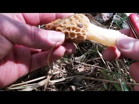 Oyster and Morel Mushroom Foraging in Colorado 2025