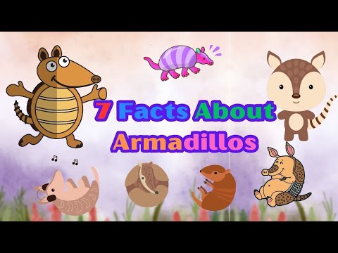 7 Fun Facts About Armadillos - Animal Videos for Kids