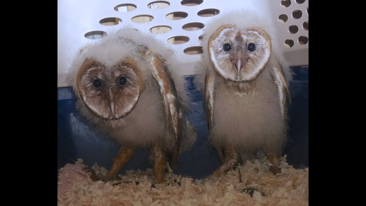 Baby Barn Owls