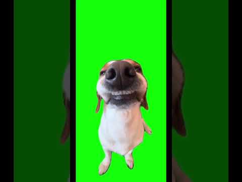 Smiling Dog meme tiktok Grinsender Hund meme green screen #dog #funny #memes
