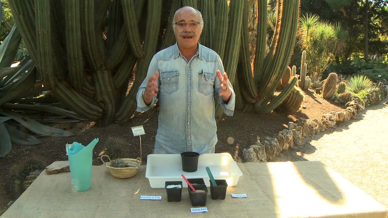CUIDADOS BÁSICOS PARA UN CACTUS
