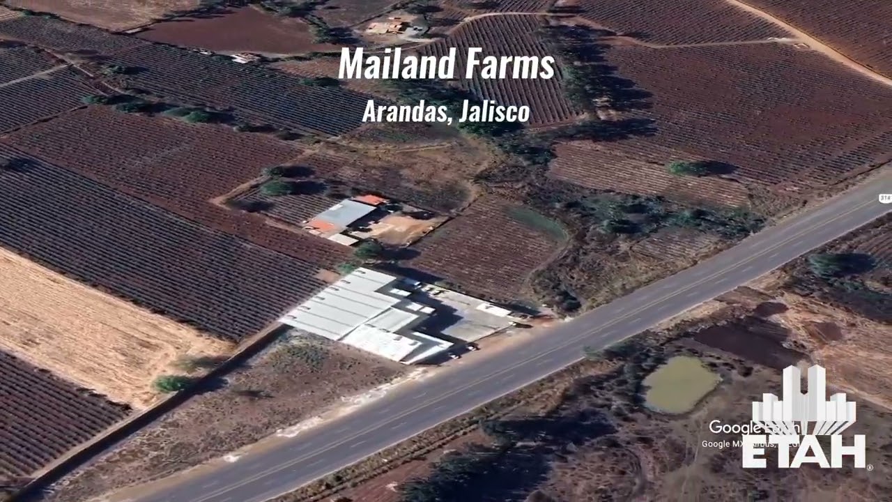 Construcción de Bodega para Mailand Farms Arandas | ETAH Construcciones