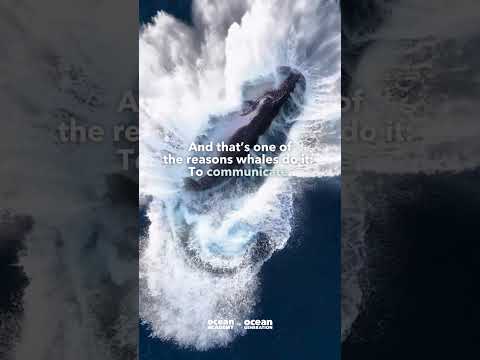 The secret behind whales' breaching๐ณ