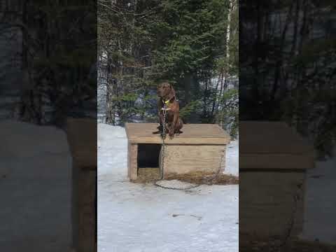plott hound #plotthound,