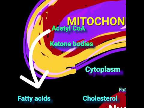 Acetyl CoA: The Fat Precursor @Metabolism Made Easy
